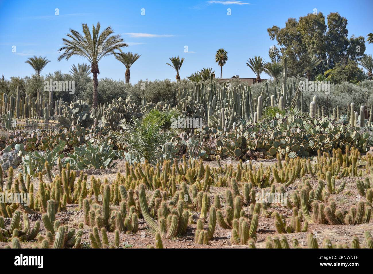 Marrakech, Morocco - Feb 25, 2023: Colourful cactus species growing at ...