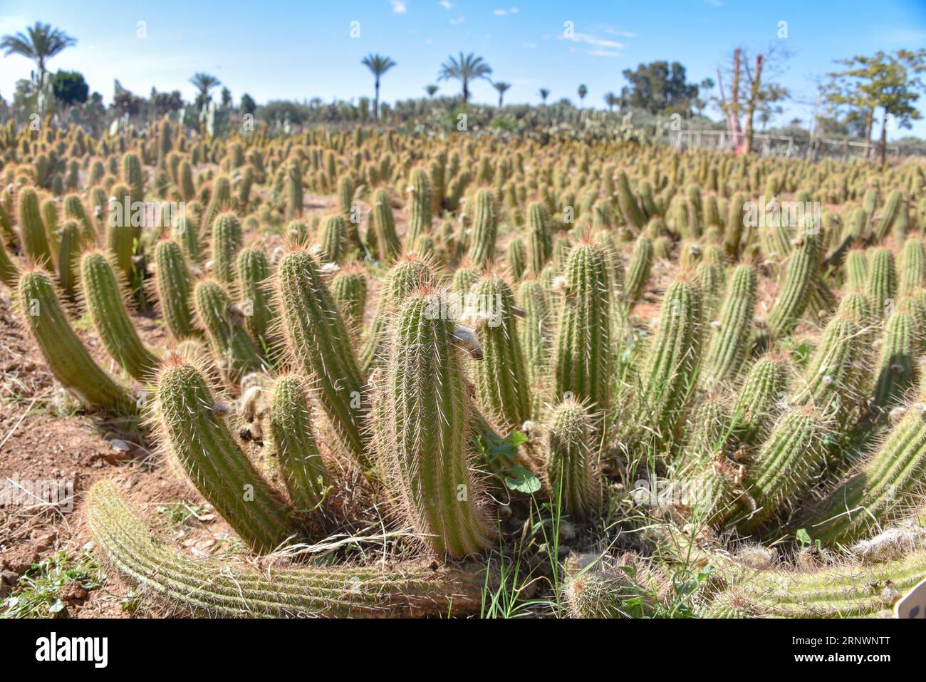 Marrakech, Morocco - Feb 25, 2023: Colourful cactus species growing at ...