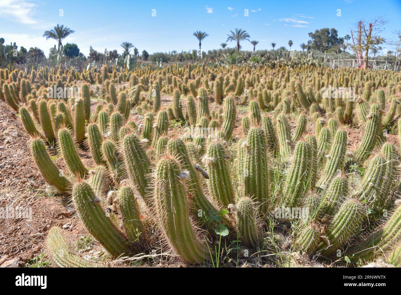 Marrakech, Morocco - Feb 25, 2023: Colourful cactus species growing at ...