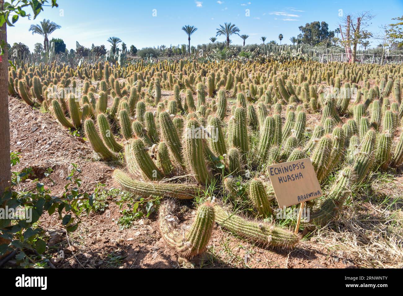 Marrakech, Morocco - Feb 25, 2023: Colourful cactus species growing at ...