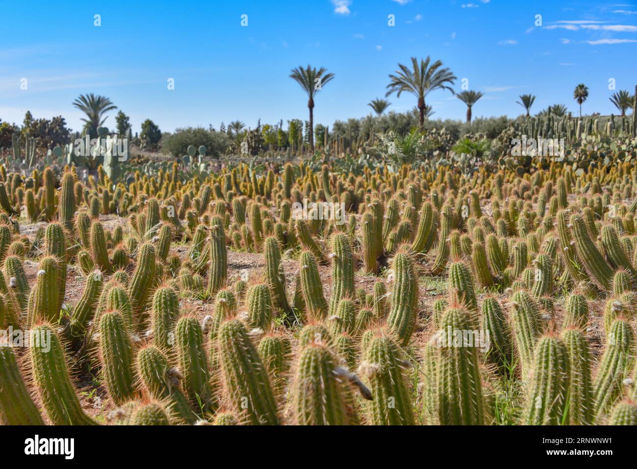Marrakech, Morocco - Feb 25, 2023: Colourful cactus species growing at ...