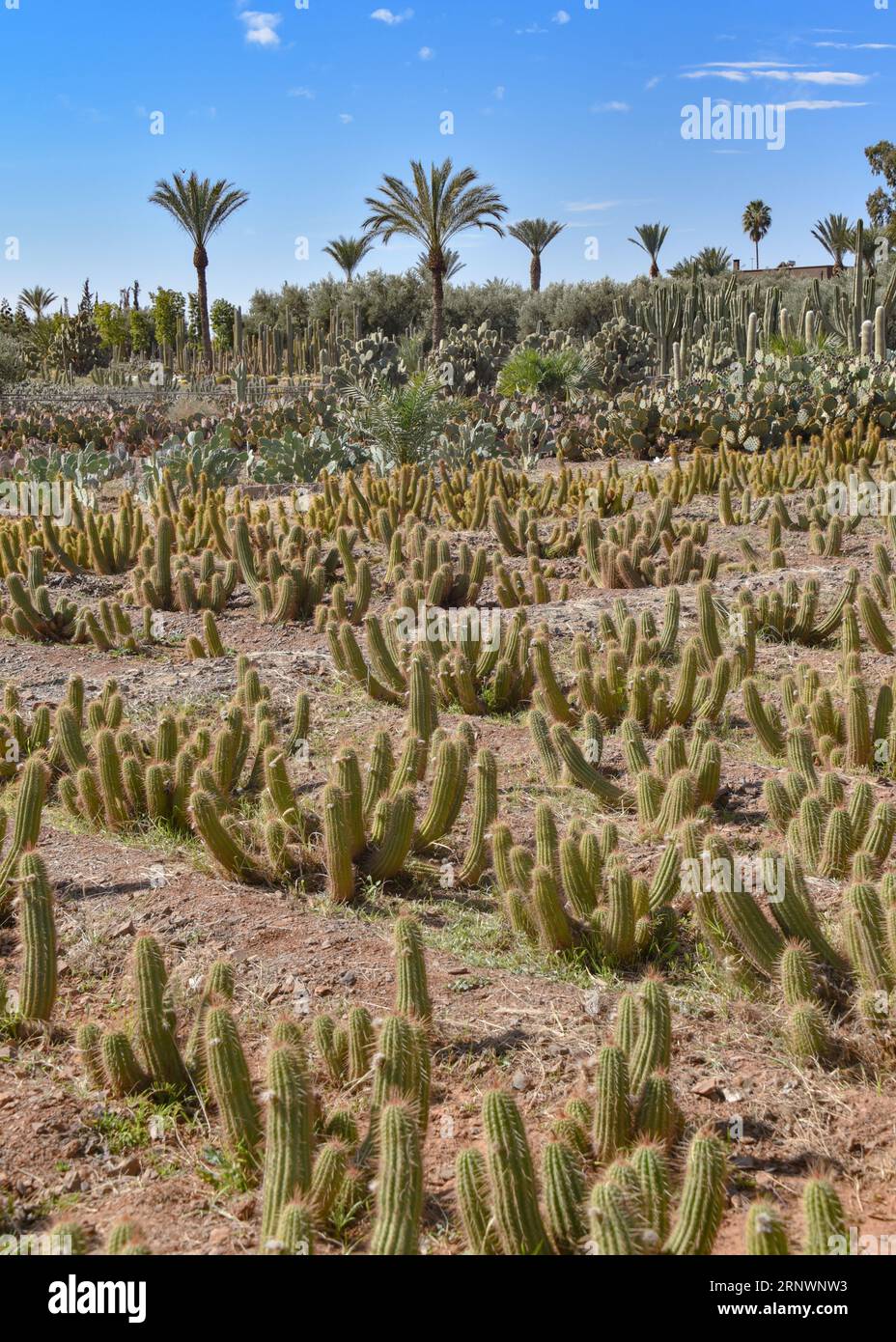 Marrakech, Morocco - Feb 25, 2023: Colourful cactus species growing at ...
