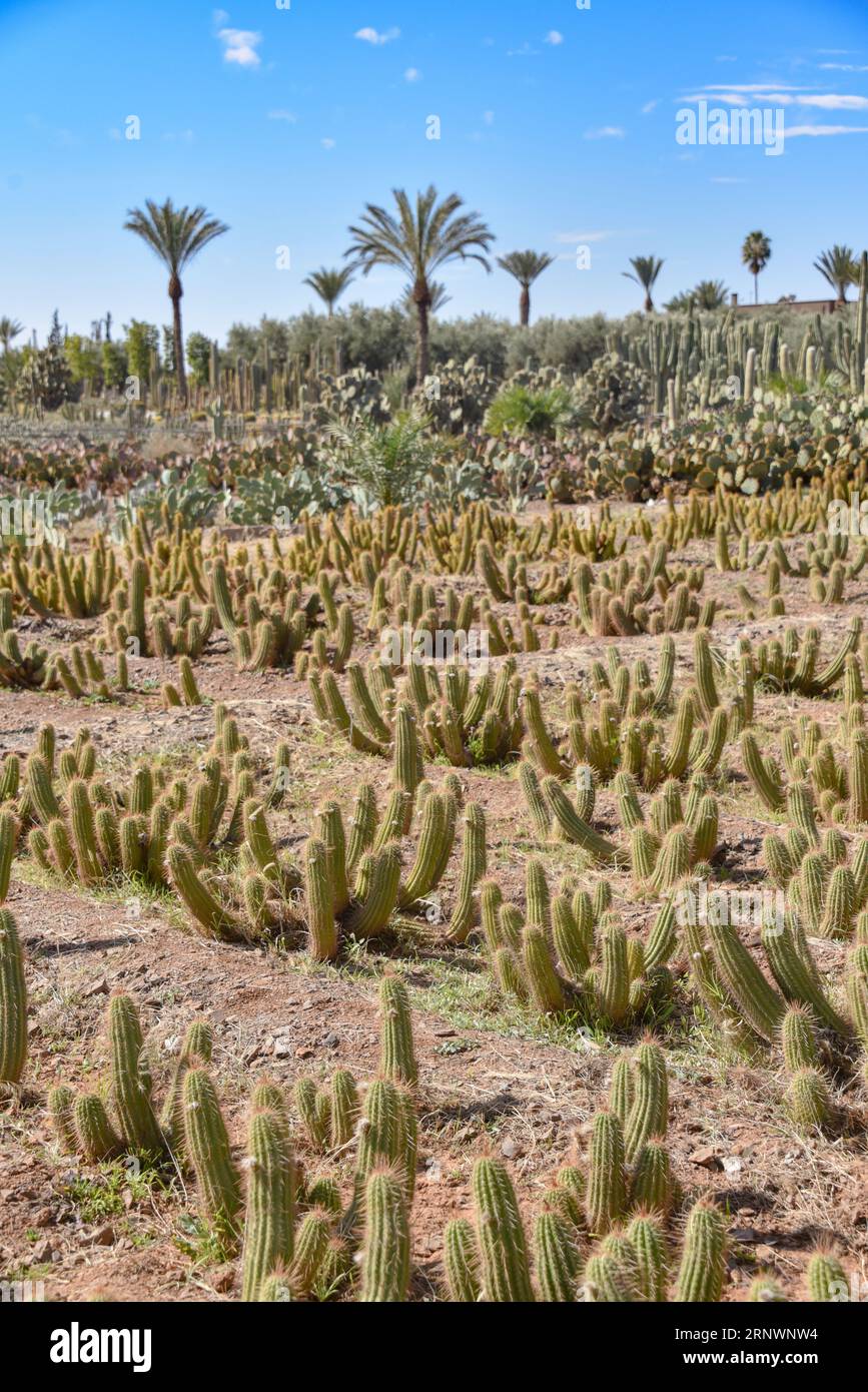 Marrakech, Morocco - Feb 25, 2023: Colourful cactus species growing at ...