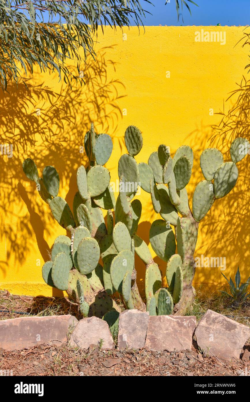 Marrakech, Morocco - Feb 25, 2023: Colourful cactus species growing at ...