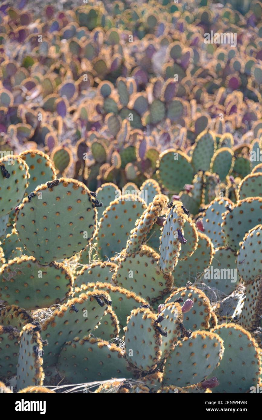 Marrakech, Morocco - Feb 25, 2023: Colourful cactus species growing at ...