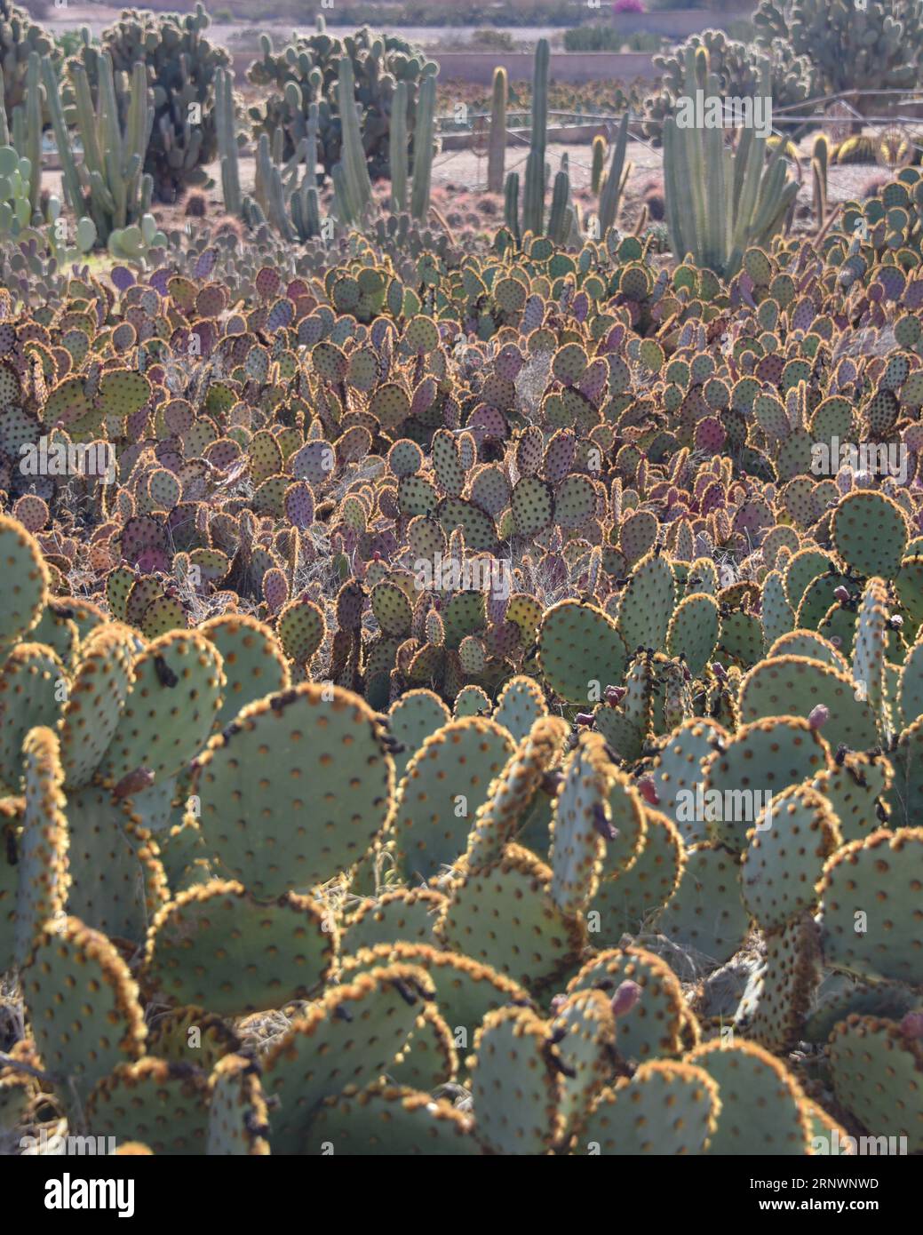 Marrakech, Morocco - Feb 25, 2023: Colourful cactus species growing at ...