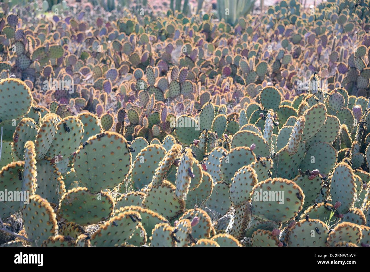 Marrakech, Morocco - Feb 25, 2023: Colourful cactus species growing at ...