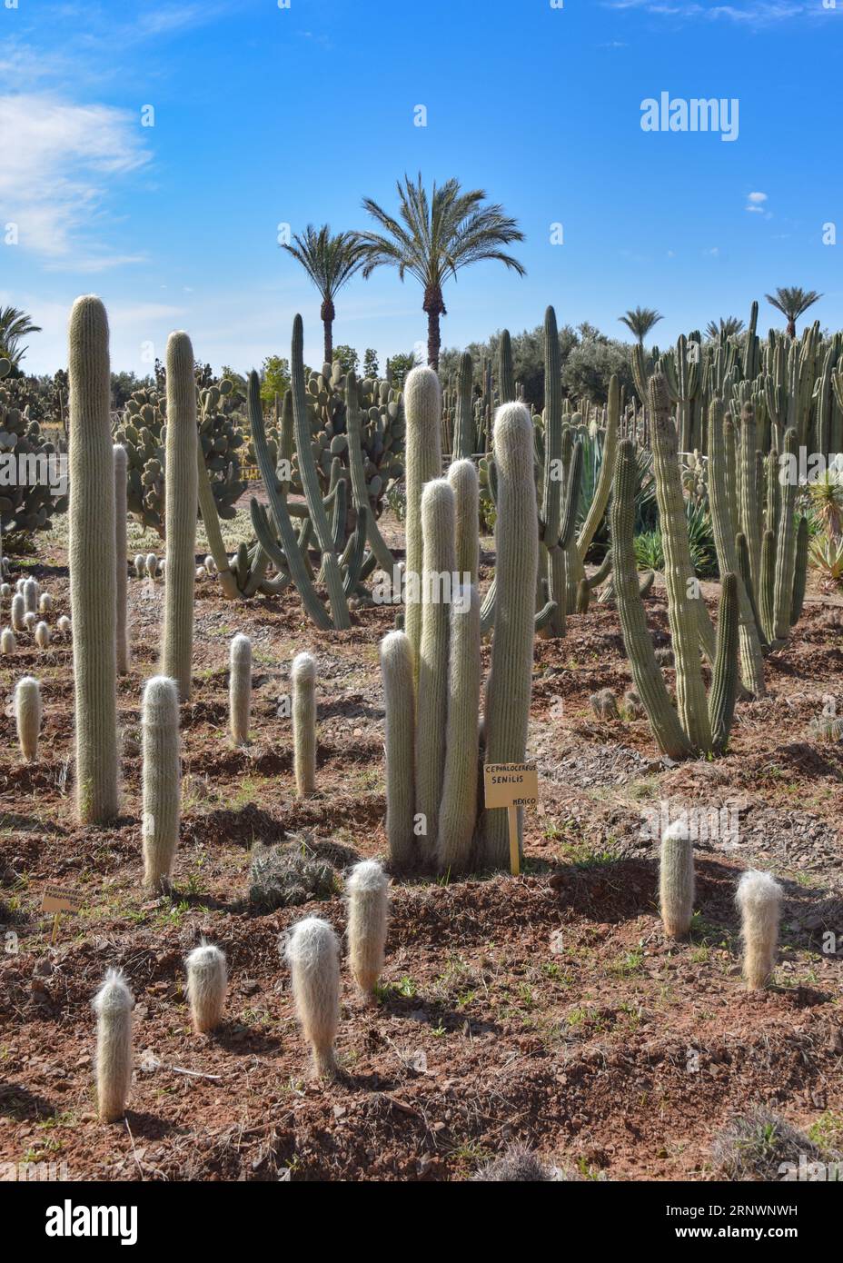 Marrakech, Morocco - Feb 25, 2023: Colourful cactus species growing at ...