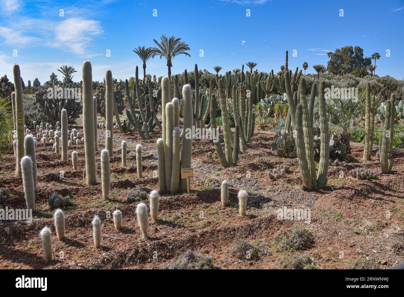 Marrakech, Morocco - Feb 25, 2023: Colourful cactus species growing at ...