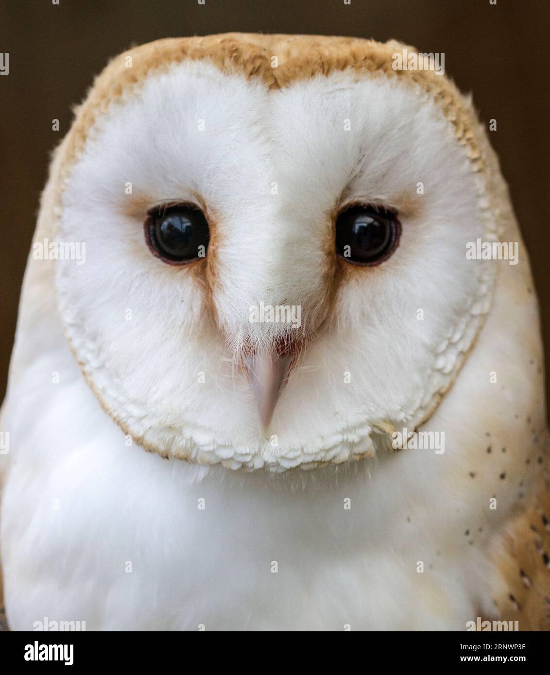 Owl evolution hi-res stock photography and images - Alamy