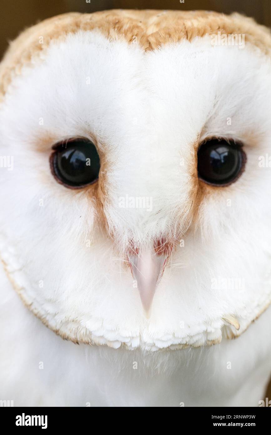 Sharp great eyes owl hi-res stock photography and images - Alamy