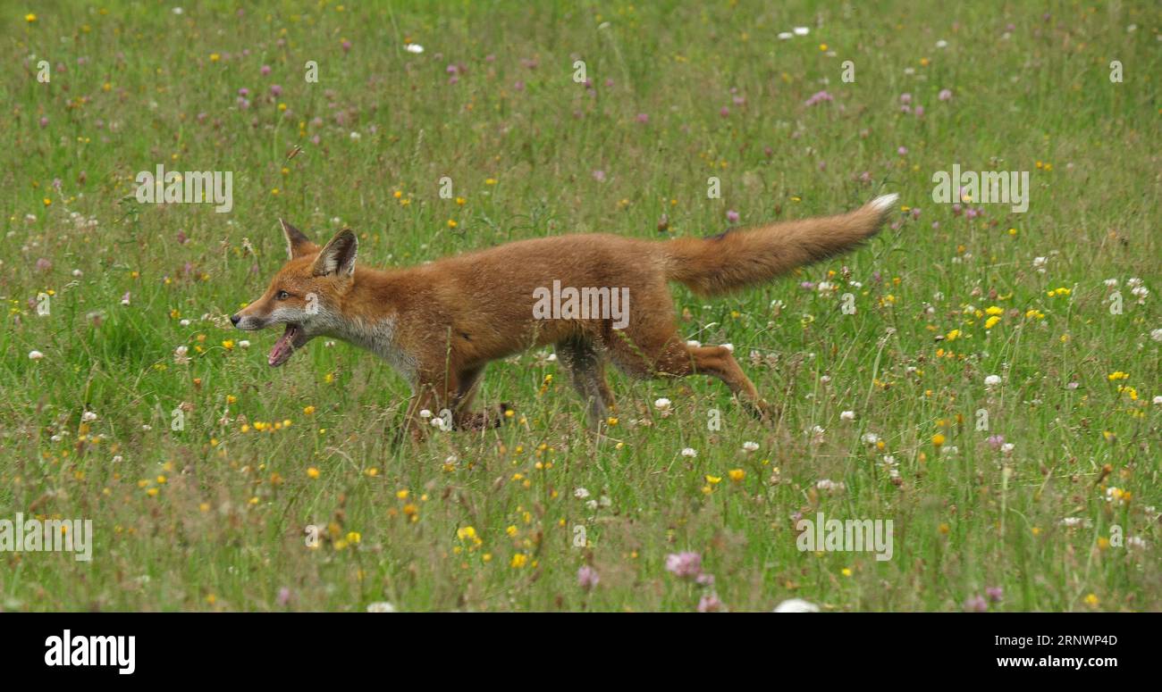 Red Fox, vulpes vulpes, Adult Running in Tall Grass, Normandy in France ...