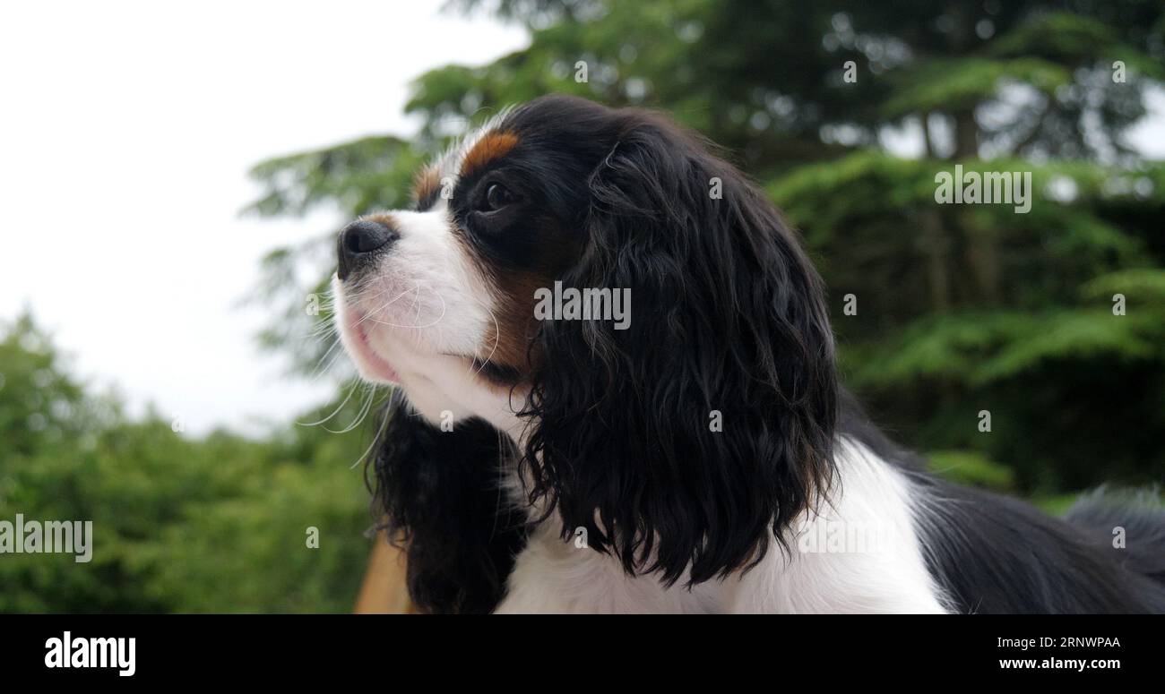 Cavalier King Charles Spaniel, Portrait of Male, France Stock Photo - Alamy