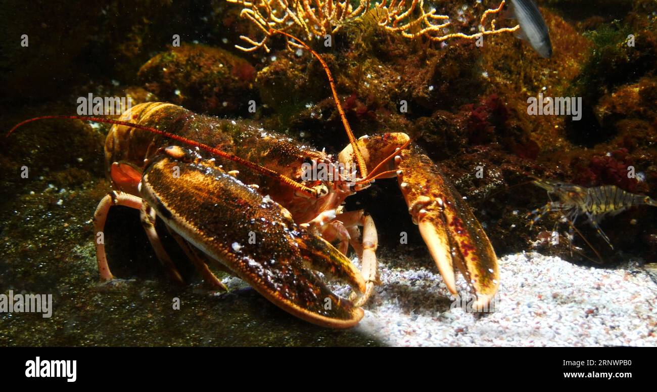 Homarus gammarus in water hi-res stock photography and images - Alamy