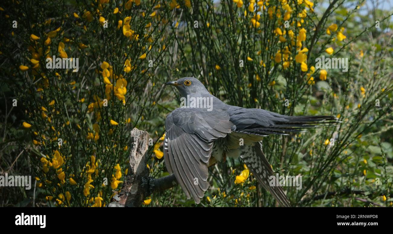 Common Cuckoo, cuculus canorus, Adult standing on branch, Normandy in ...