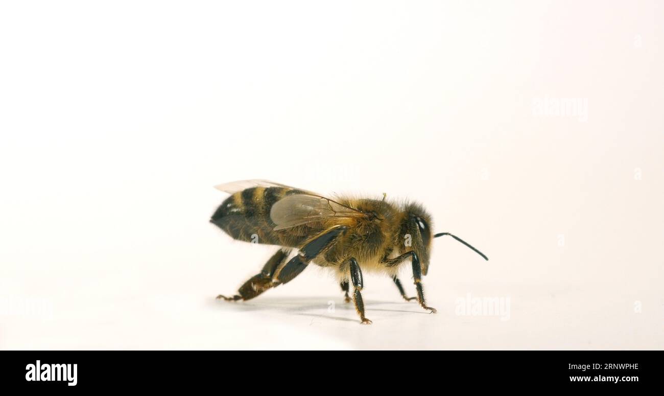 European Honey Bee, apis mellifera, Black Bee against White Background ...