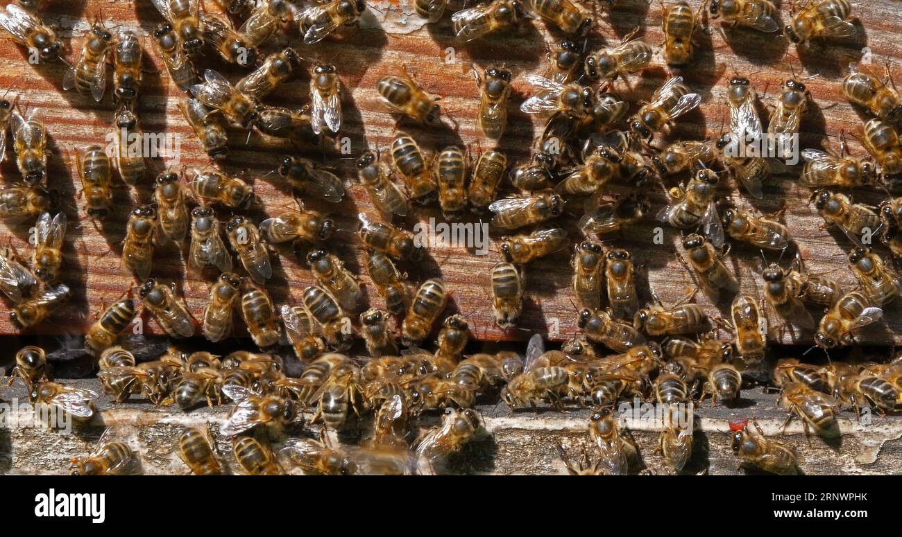 European Honey Bee, apis mellifera, Black Bees standing at Hive ...
