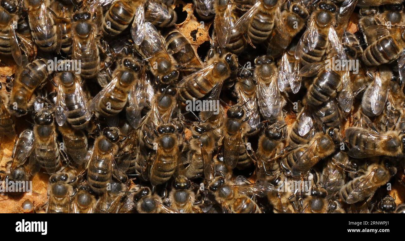 European Honey Bee, apis mellifera, Black Bees working on Bee Brood ...