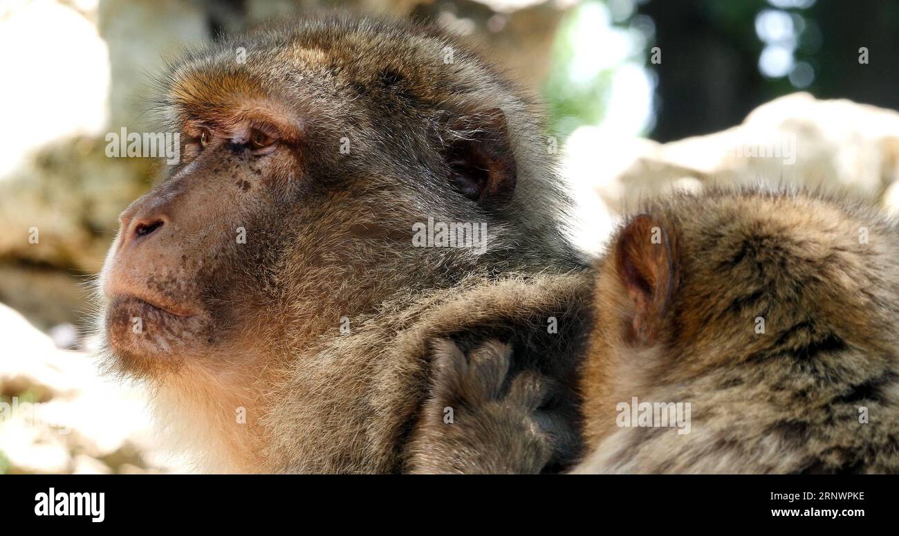 Barbary Macaque, macaca sylvana, Pair Grooming Stock Photo - Alamy