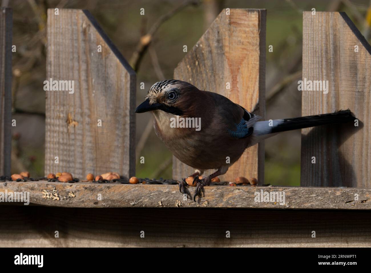 Garrulus glandarius Genus Garrulus Family Corvidae Eurasian Jay wild ...