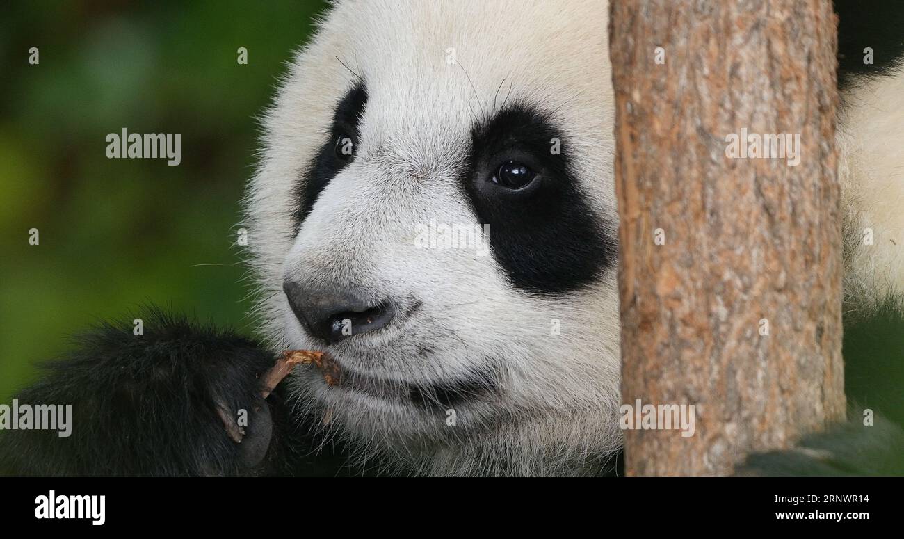 Giant panda zoo people zoo hi-res stock photography and images - Alamy