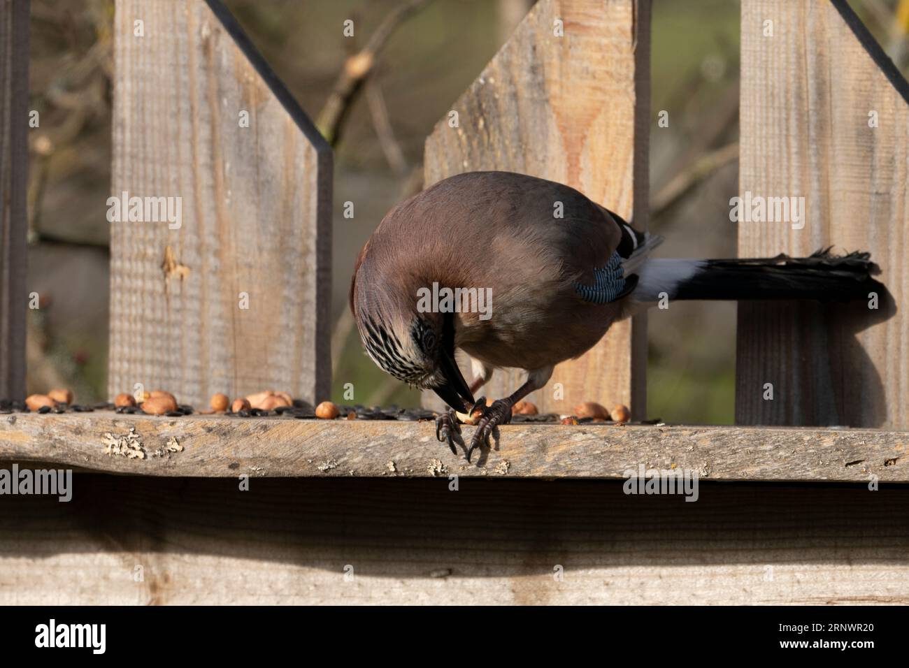 Jay eats a peanut hi-res stock photography and images - Alamy