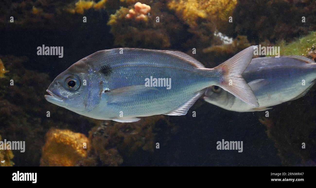 Seawater aquarium in france hi-res stock photography and images - Alamy