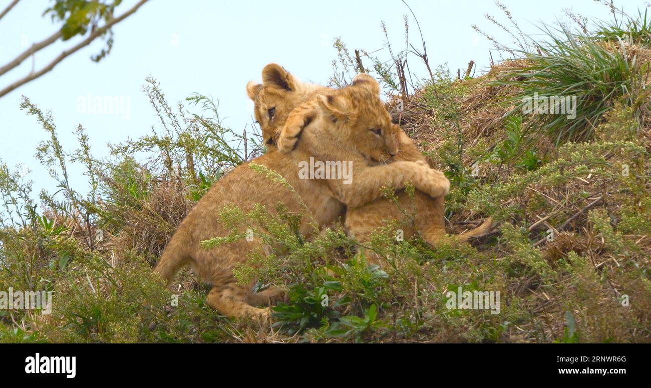 African Lion, panthera leo, Cub Playing Stock Photo - Alamy African Lion, panthera leo, Cub Playing Stock Photo - Alamy