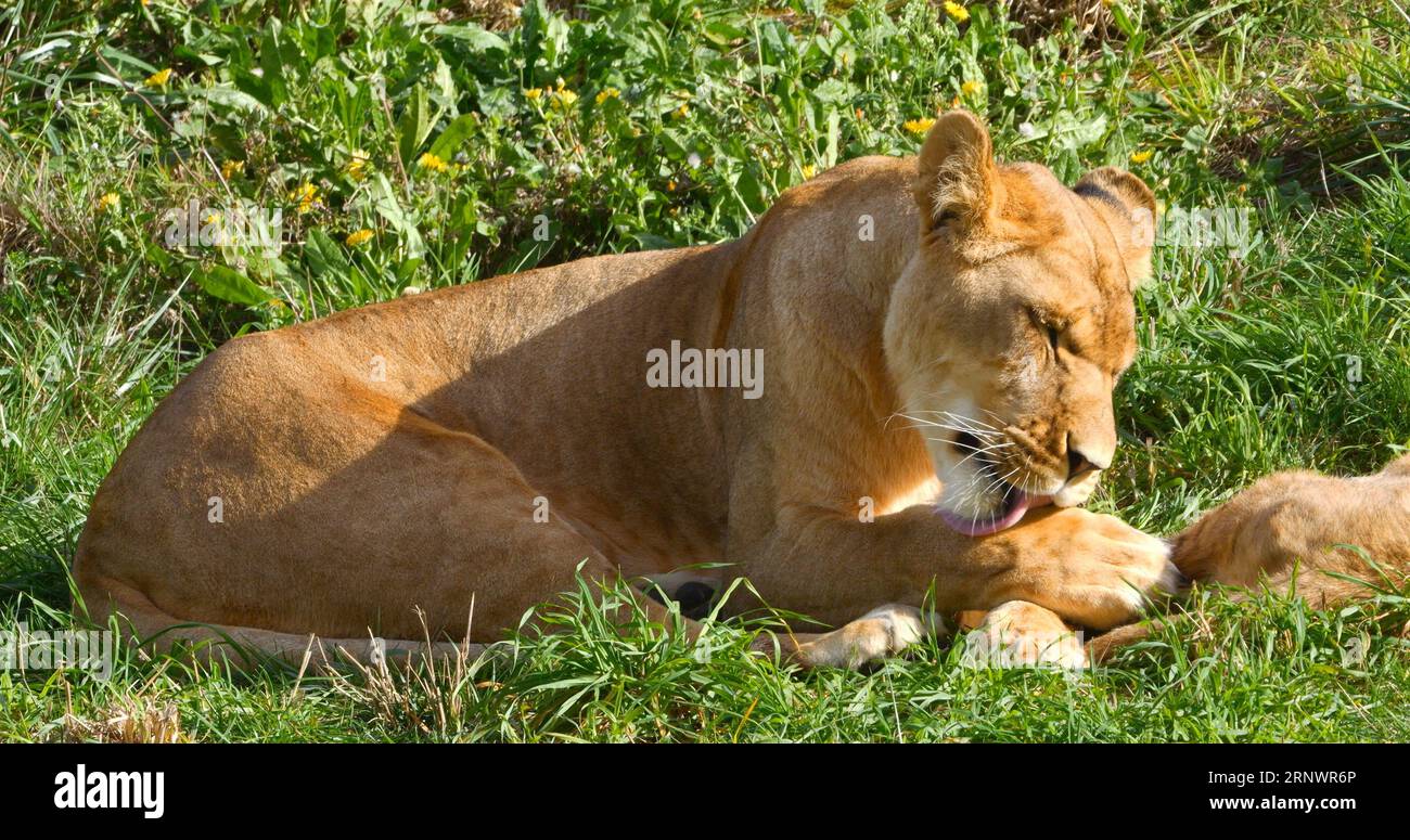 Lioness washing cub hi-res stock photography and images - Alamy