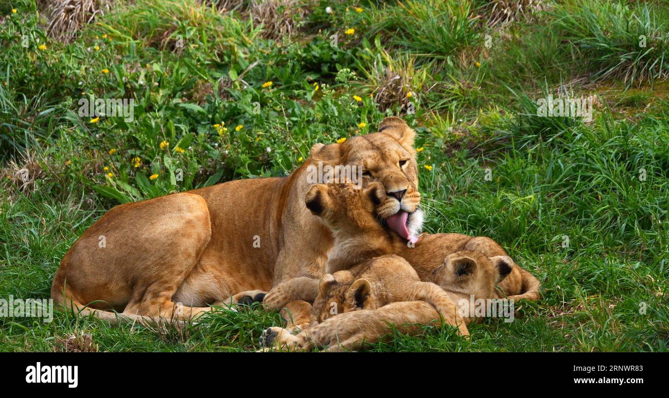 Lioness washing cub hi-res stock photography and images - Alamy