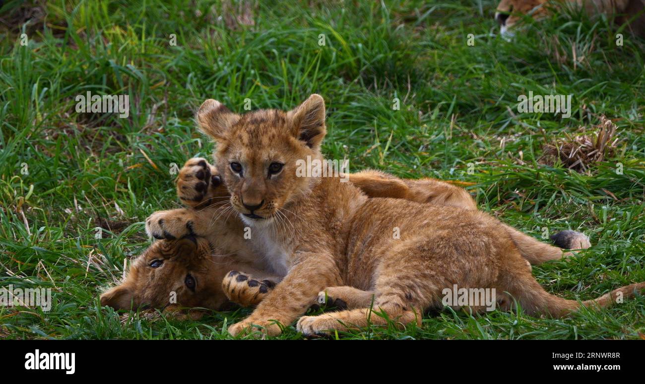 African Lion, panthera leo, Cub Playing Stock Photo - Alamy African Lion, panthera leo, Cub Playing Stock Photo - Alamy