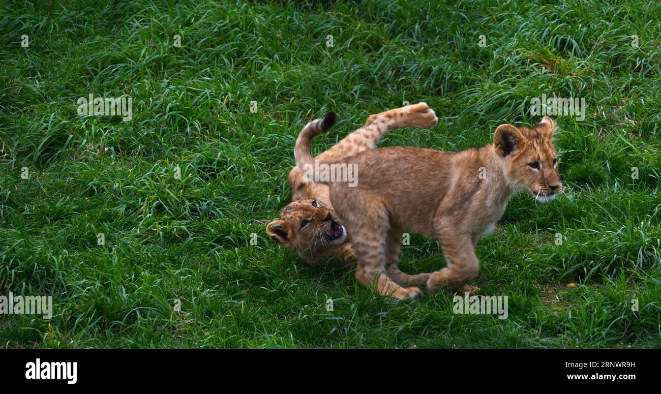African Lion, panthera leo, Cub Playing Stock Photo - Alamy African Lion, panthera leo, Cub Playing Stock Photo - Alamy