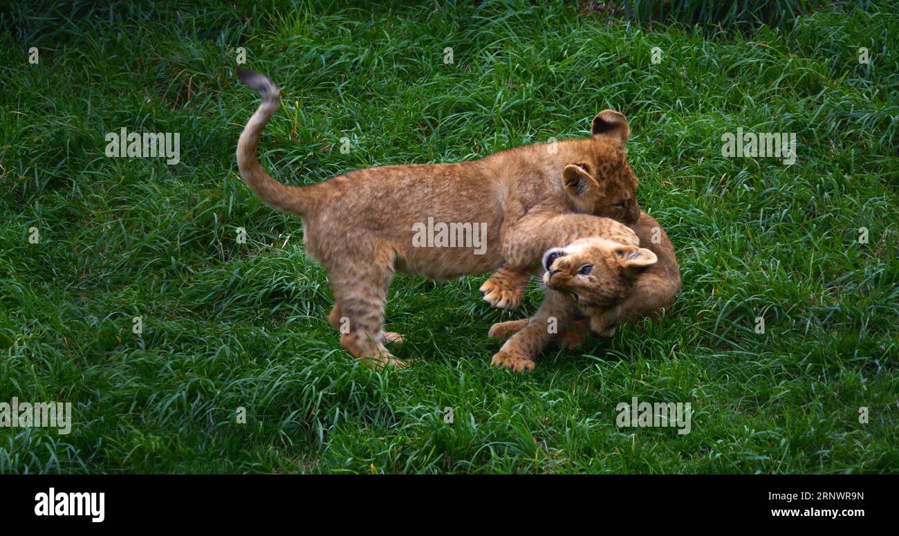 African Lion, panthera leo, Cub Playing Stock Photo - Alamy African Lion, panthera leo, Cub Playing Stock Photo - Alamy