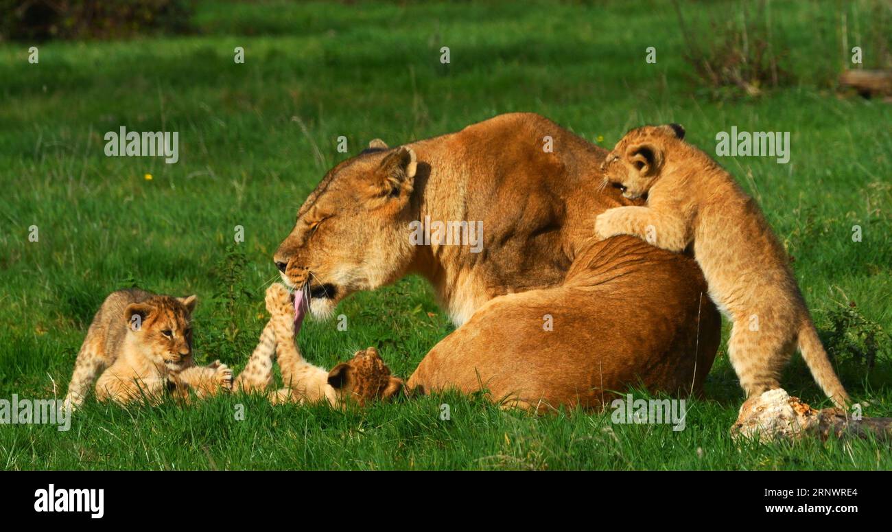 Lioness washing cub hi-res stock photography and images - Alamy