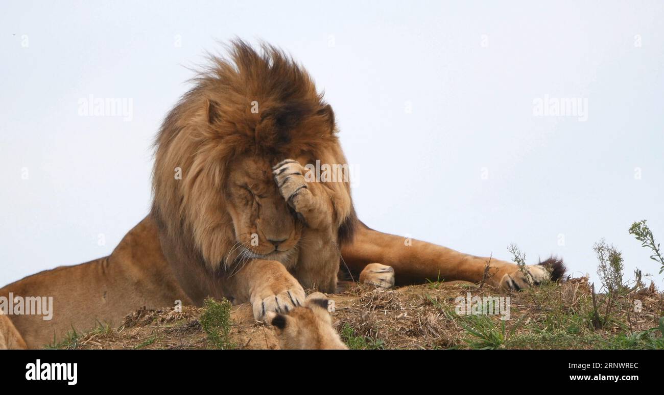 African Lion, panthera leo, Male with a nice Mane Stock Photo - Alamy