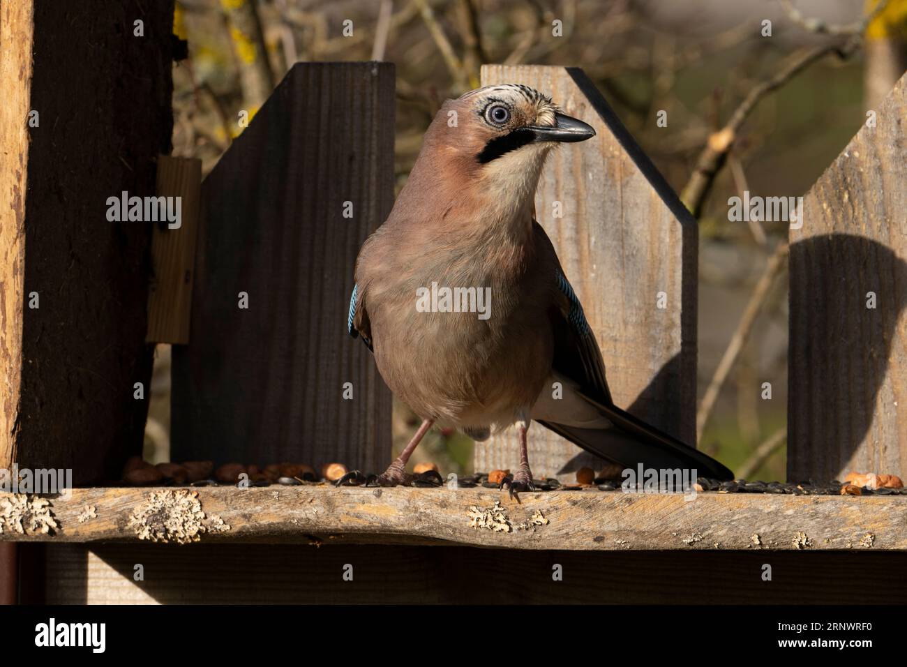 Jay photo hi-res stock photography and images - Alamy