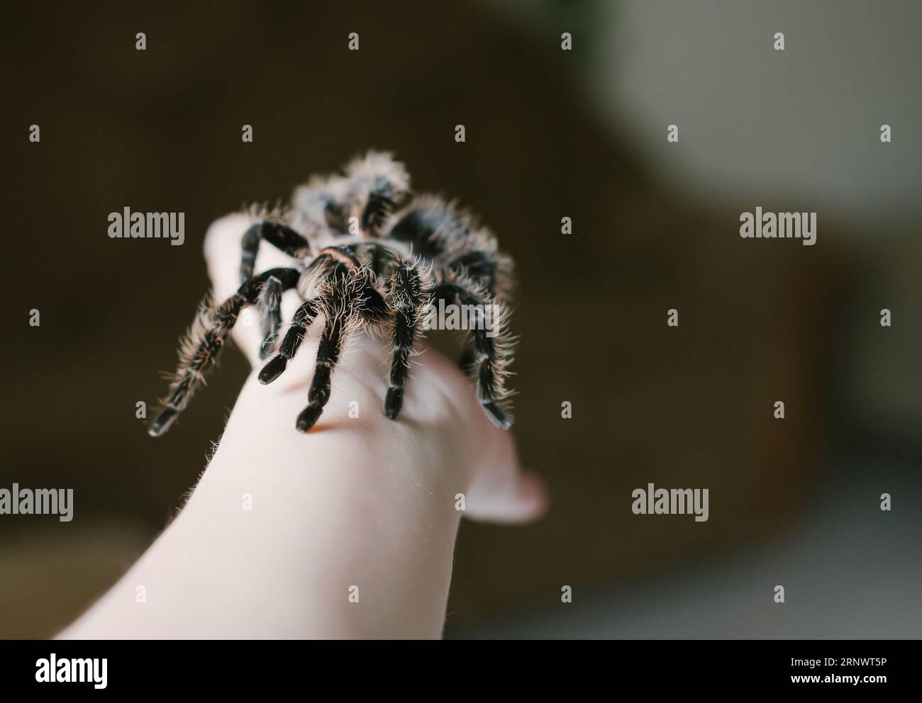 spider is crawling on arm. Simmwall Halloween. terrible female ...