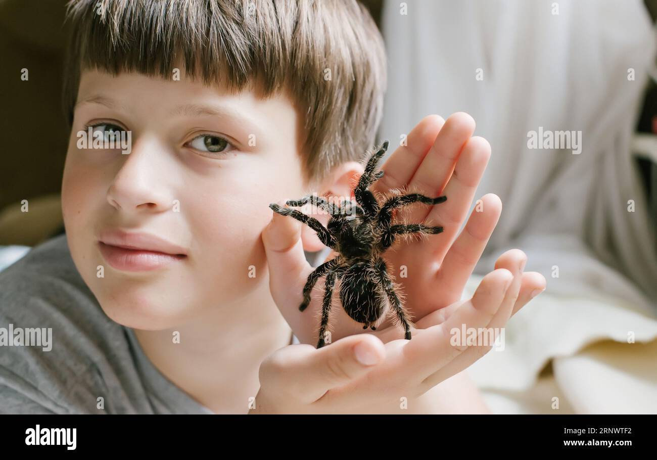 boy shows off spider. Halloween symbol. Live tarantula in the hands of ...