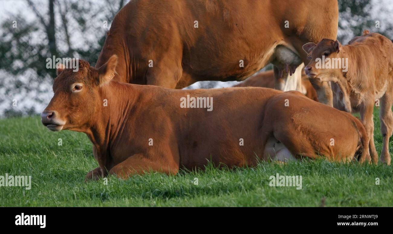 Domestic cattle limousin cows hi-res stock photography and images - Alamy