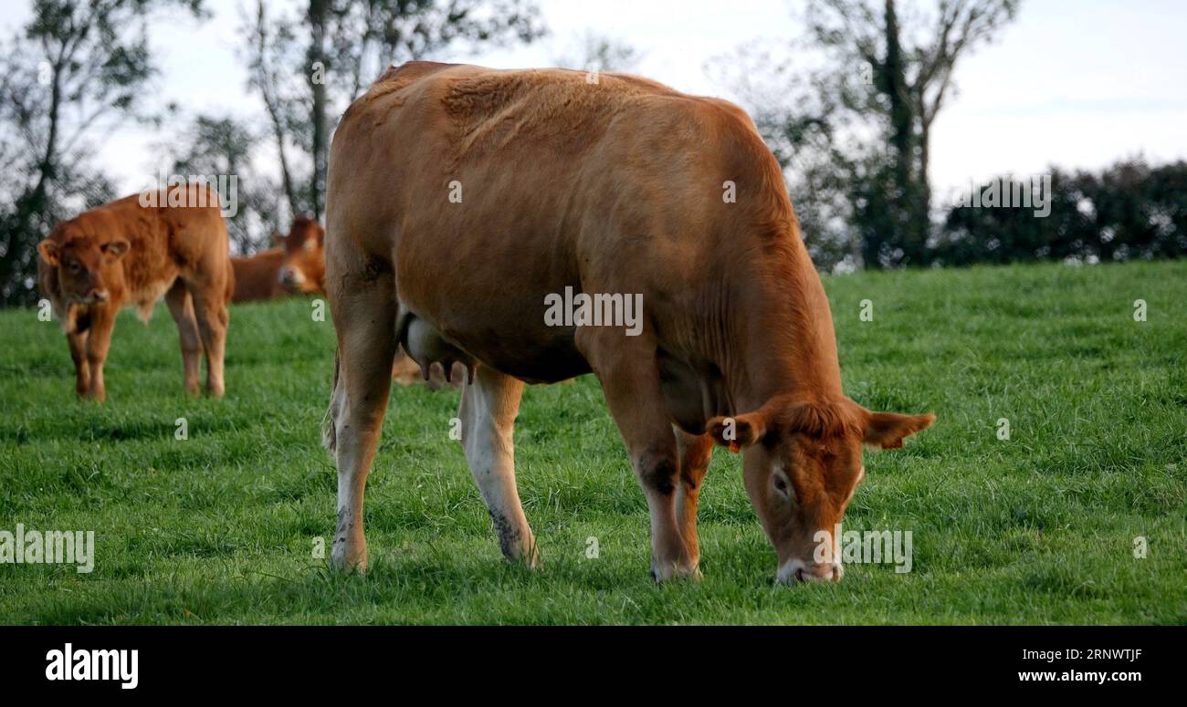 Limousin Domestic Cattle, Cows and Calves, Loire Countryside in France ...