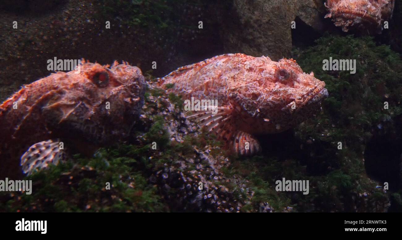 Red scorpionfish, scorpaena sp. Seawater Aquarium in France Stock Photo ...