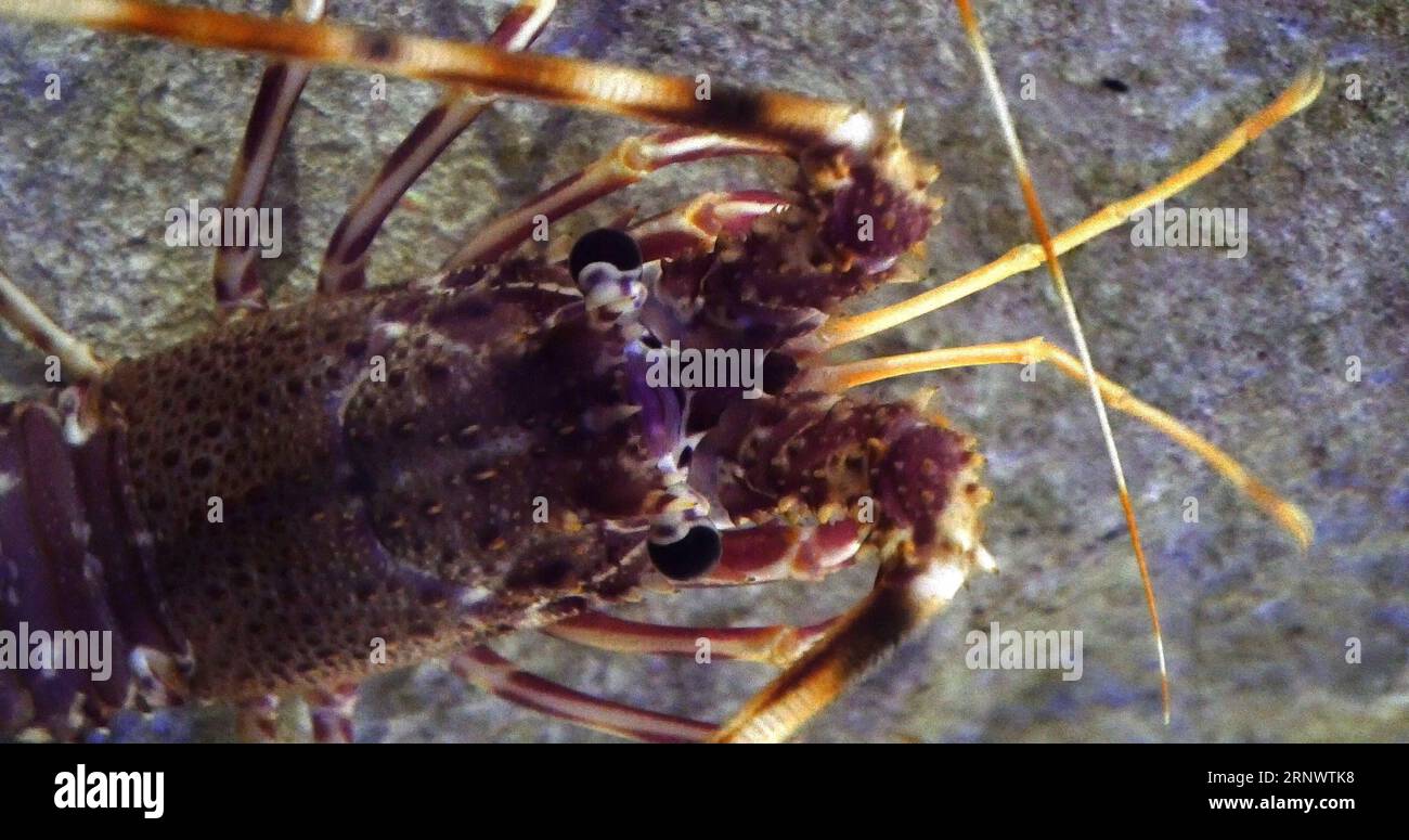 Spiny Lobster, palinurus elephas, Seawater Aquarium in France Stock ...
