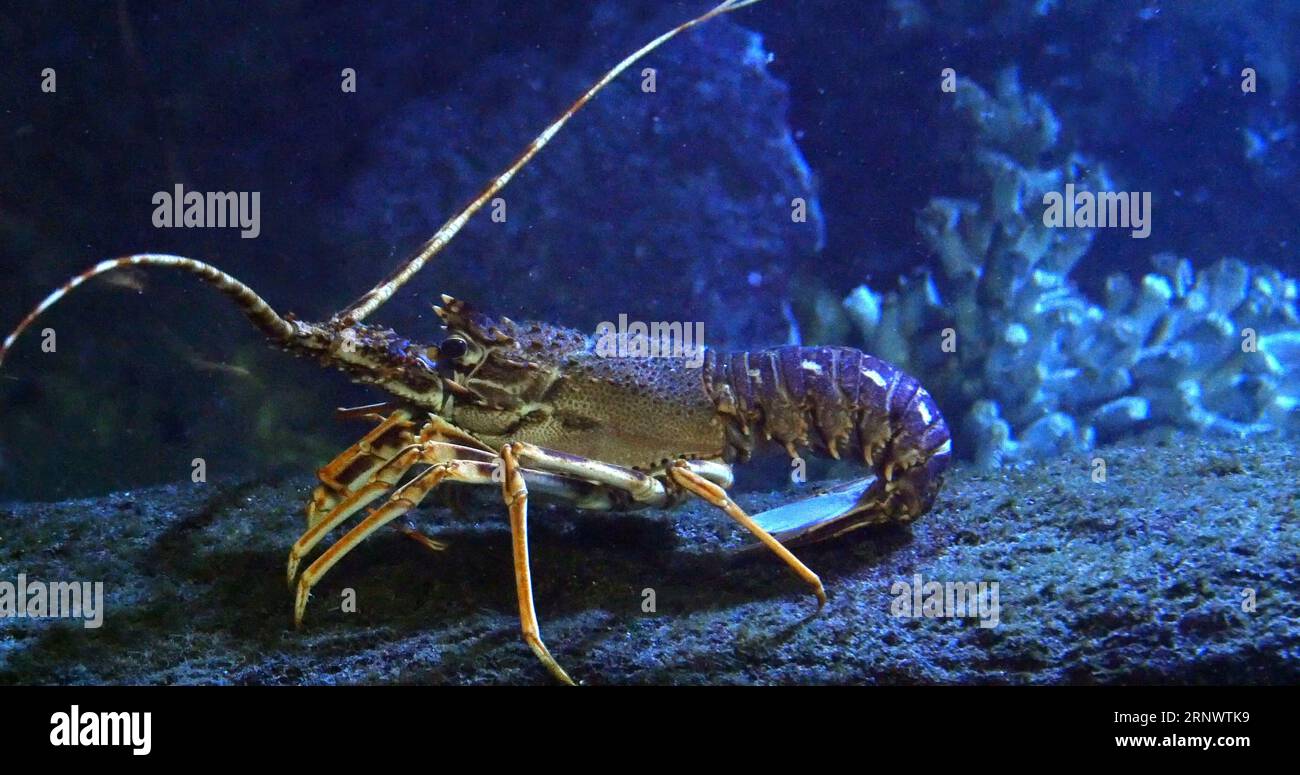Spiny Lobster, palinurus elephas, Seawater Aquarium in France Stock ...