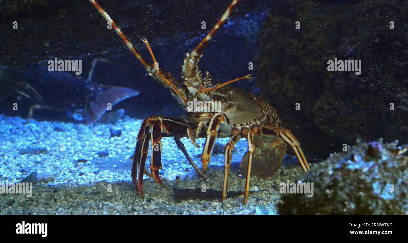 Spiny Lobster, palinurus elephas, Seawater Aquarium in France Stock ...