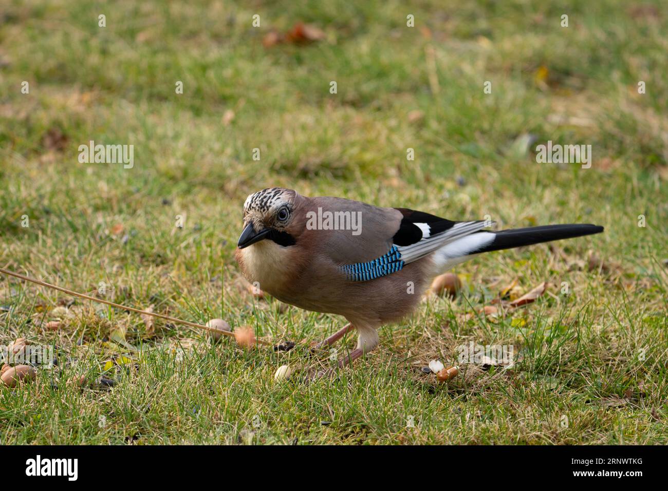 Kekstas hi-res stock photography and images - Alamy