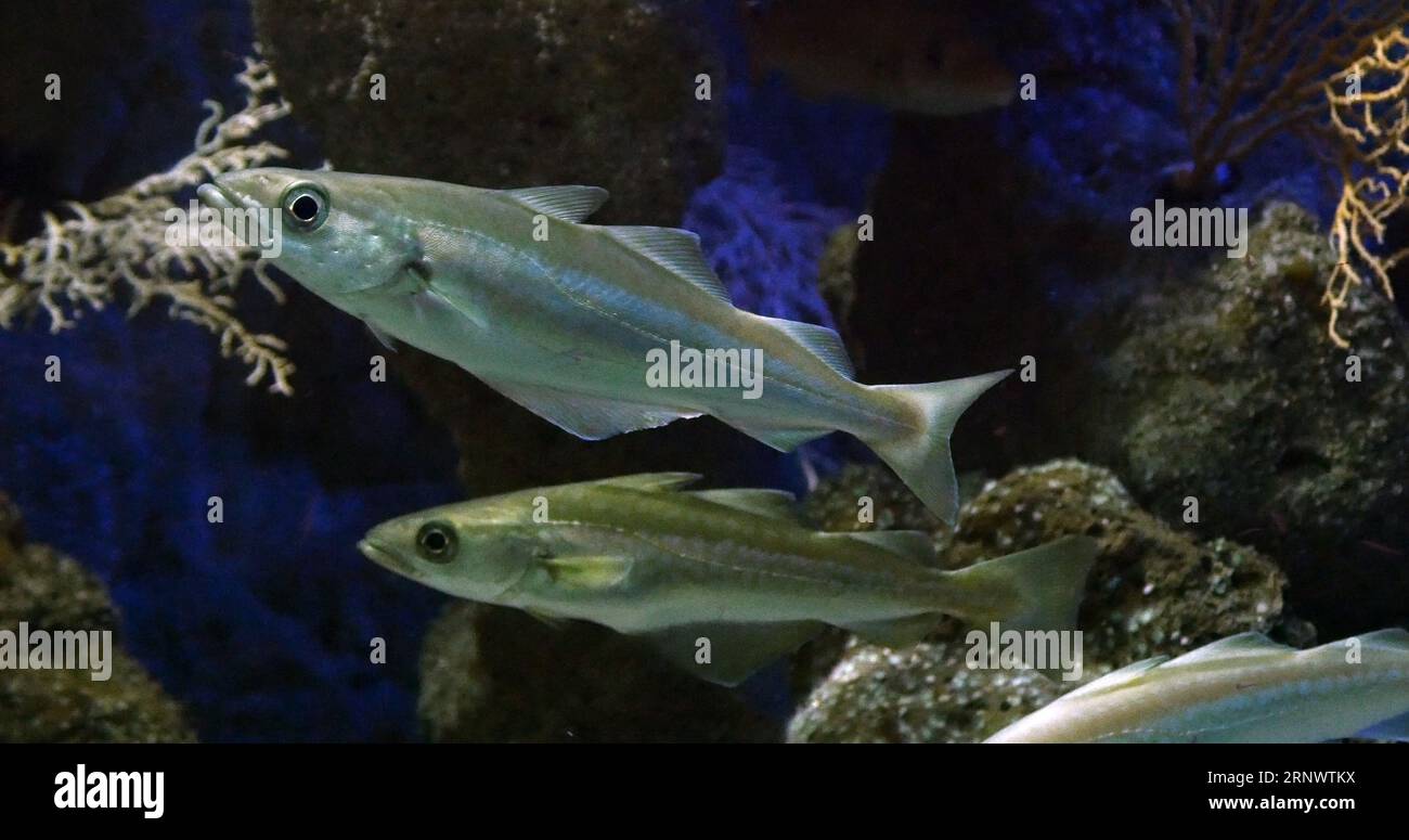 European pollock, pollachius pollachius, Fishes Swimming Stock Photo ...