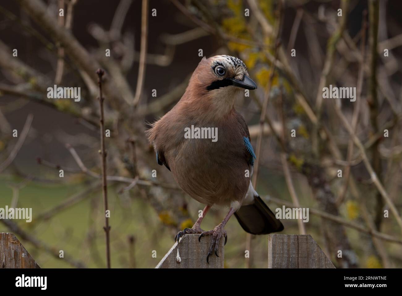 Garrulus glandarius Genus Garrulus Family Corvidae Eurasian Jay wild ...