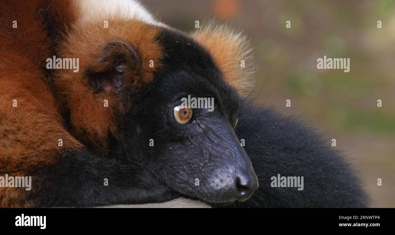 Red Ruffed Lemur, lemur variegatus rubra, Adult laying dow Stock Photo ...
