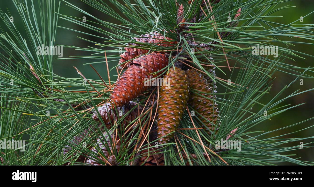 Branches of Maritime Pine, pinus pinaster, showing cones and needles on ...