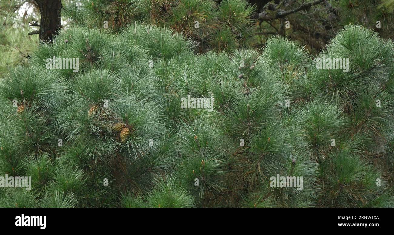 Branches of Maritime Pine, pinus pinaster, showing cones and needles on ...